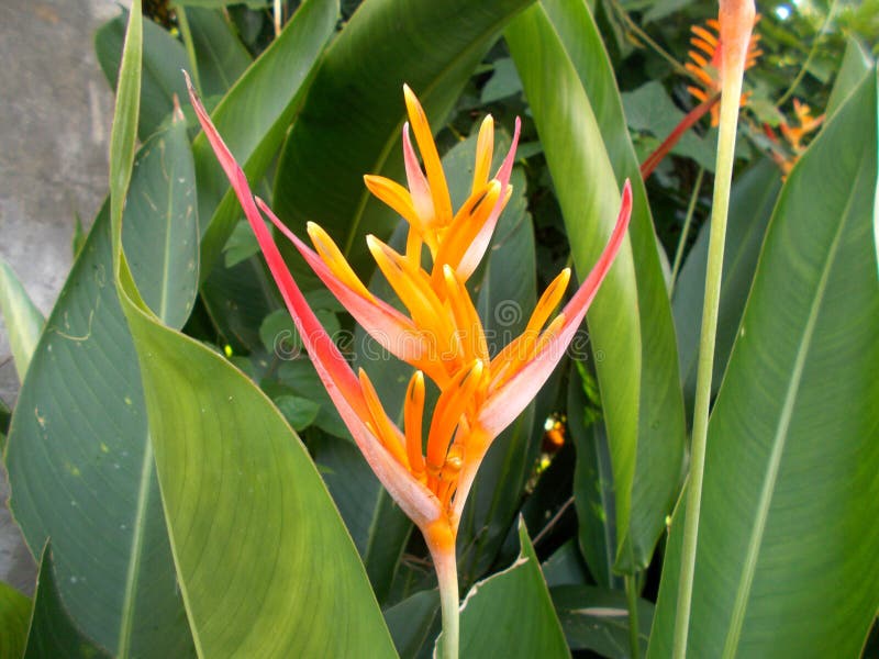 Heliconia Flower Bird Paradise on the Plants Stock Photo - Image of ...