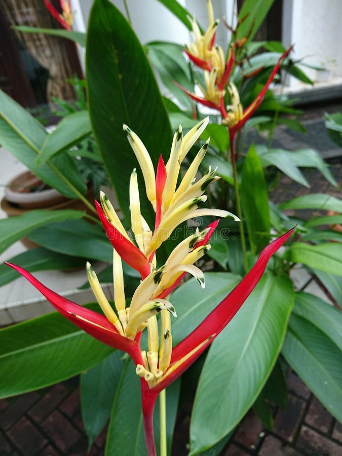 Heliconia stock photo. Image of nature, blossom, heliconia - 209591778