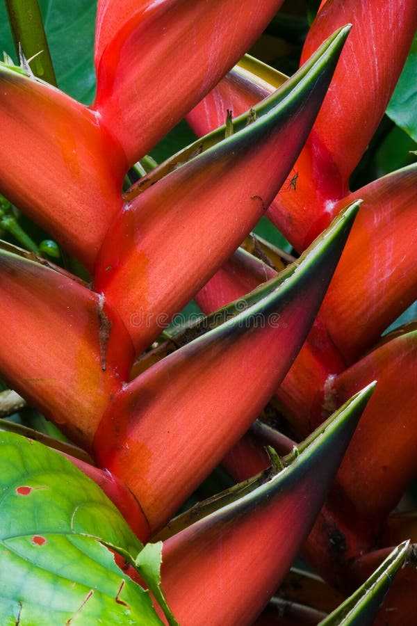 13+ Heliconia flowers Free Stock Photos - StockFreeImages