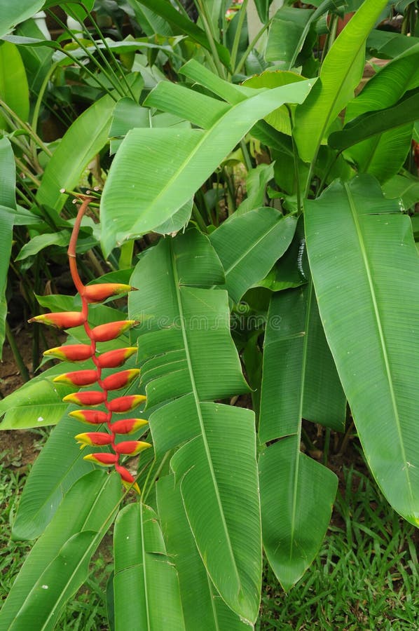 Red Heliconia Flowers Growing in Rainforest Stock Image - Image of ...