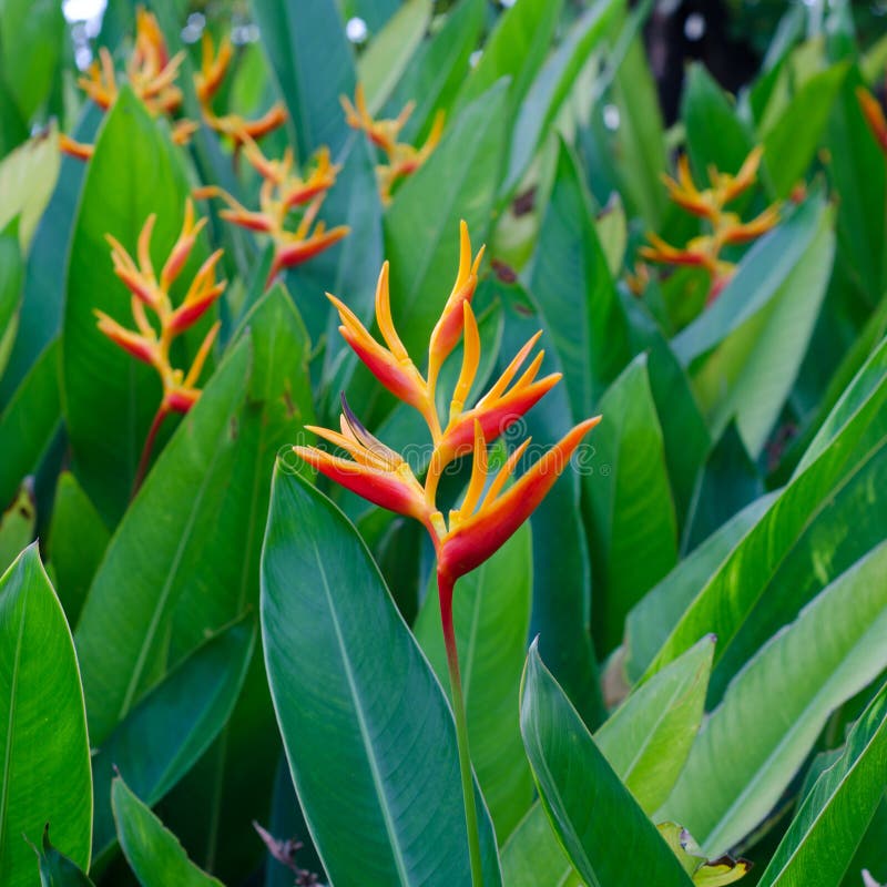 Planta de Heliconia foto de archivo. Imagen de perenne - 43212628