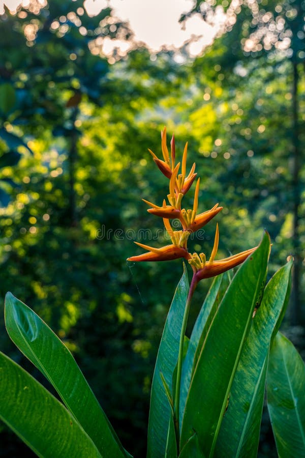 Heliconia Latispatha Inflorescences Blooming Flower in Rain Forest ...