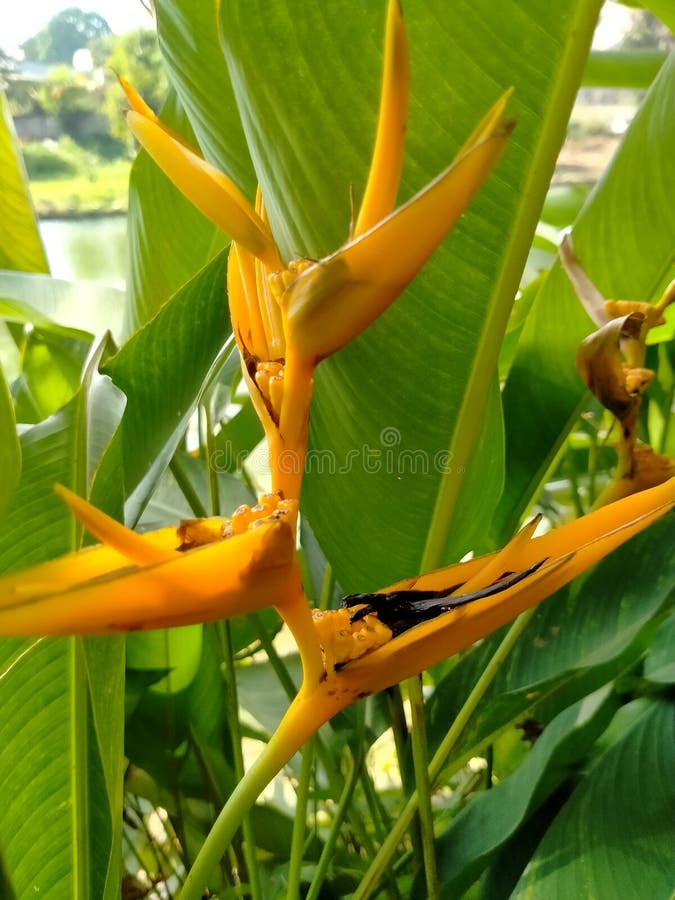 Heliconia latispatha plant stock photo. Image of food - 277980444