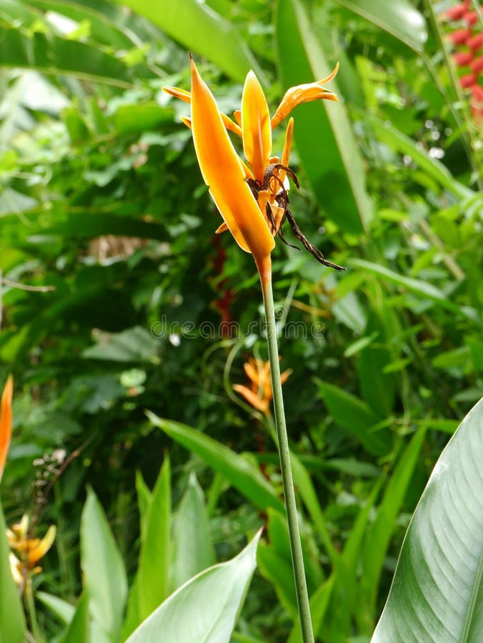 Heliconia stock image. Image of orange, bouquet, annual - 77124945