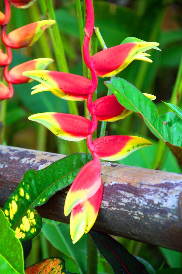 Heliconia Pendula photo stock. Image du jardins, ressource - 80136078