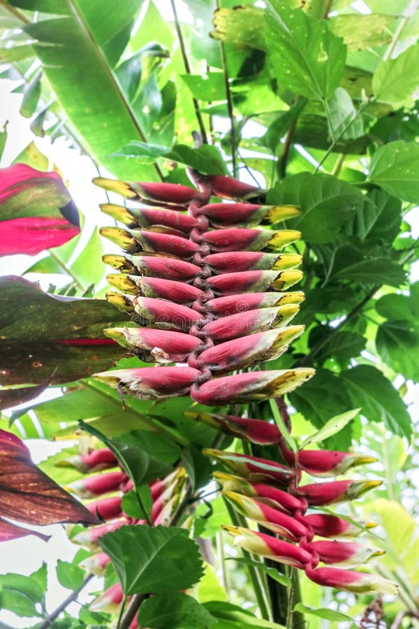 Heliconia Pendula, Costa Rica Stock Image - Image of green, plants ...