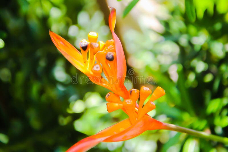 Heliconia Psittacorum is a Beautiful Orange Color Stock Image - Image ...