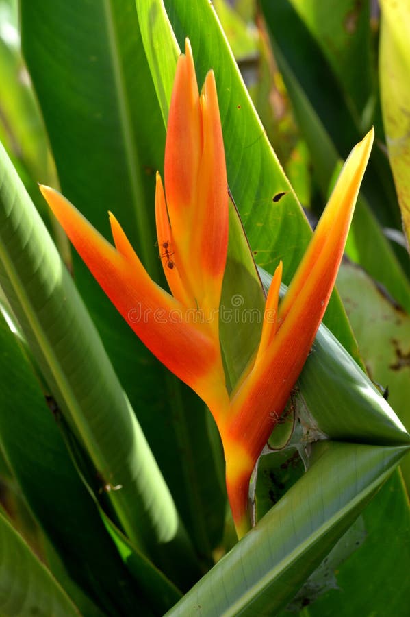 Heliconia psittacorum stock image. Image of color, bloom - 316222829