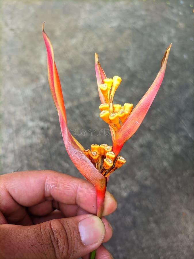 Heliconia Psittacorum Flower is Beautiful Stock Photo - Image of plants ...