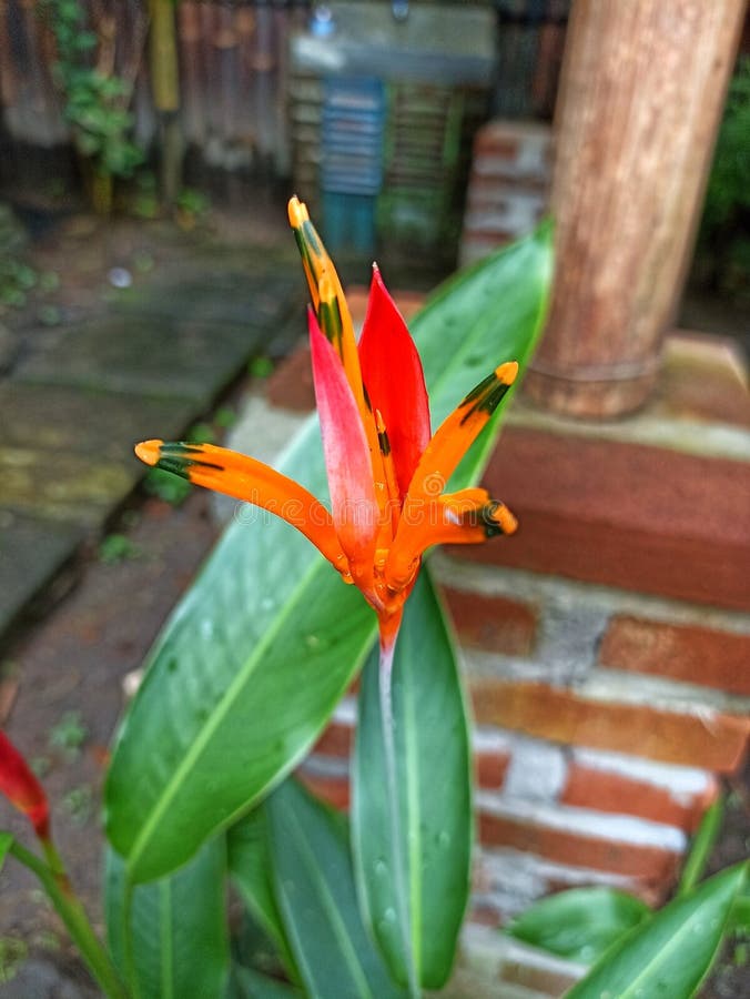 Heliconia Psittacorum Flower Bloom in a Garden Stock Image - Image of ...