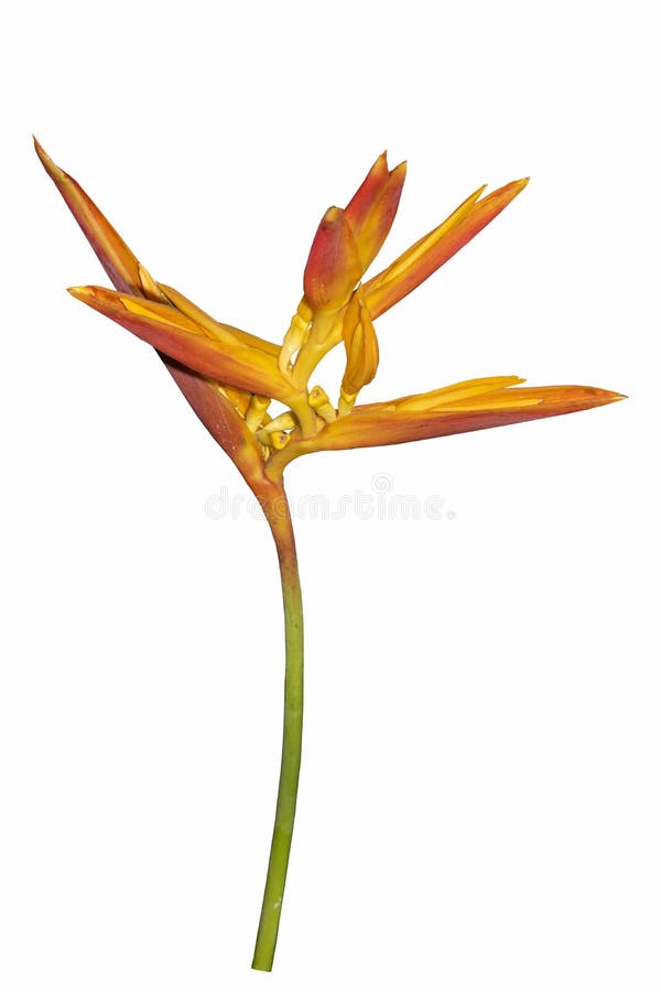 Heliconia Psittacorum Flowers Stock Image - Image of wing, pattern ...