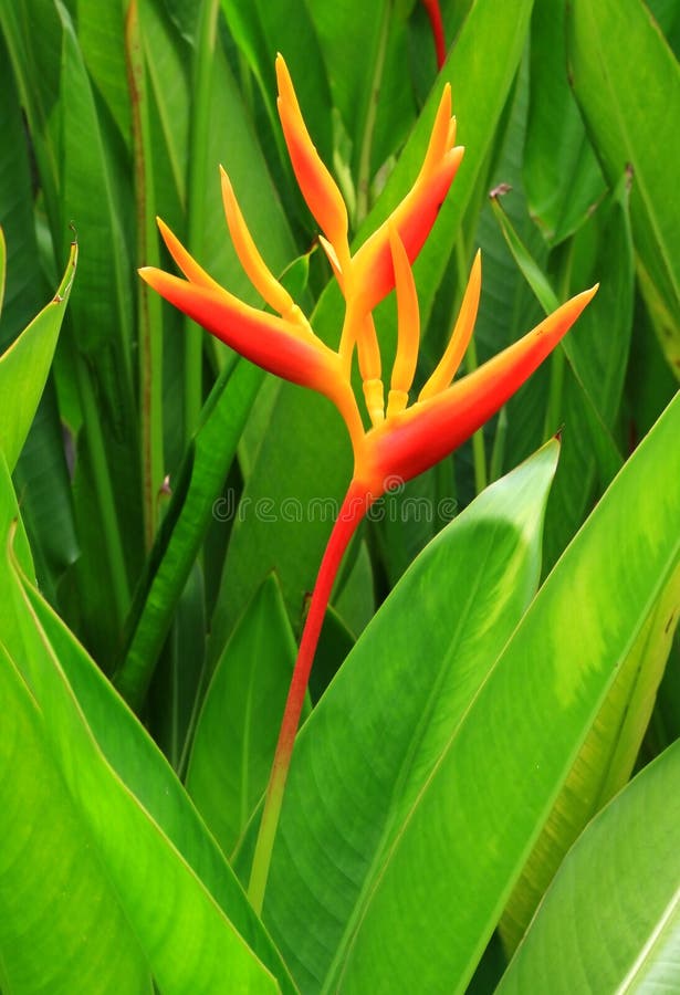 Heliconia psittacorum stock image. Image of asian, outdoor - 58096091
