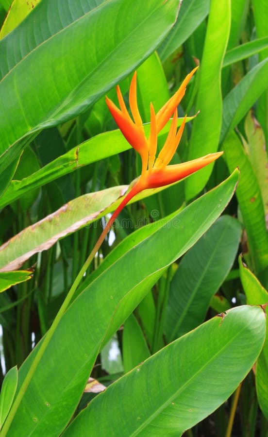 Heliconia psittacorum stock photo. Image of decor, botanic - 58096132