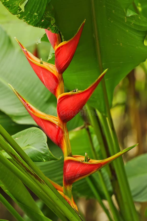 Heliconia Rosso, Costa Rica Immagine Stock - Immagine di nave, foresta ...