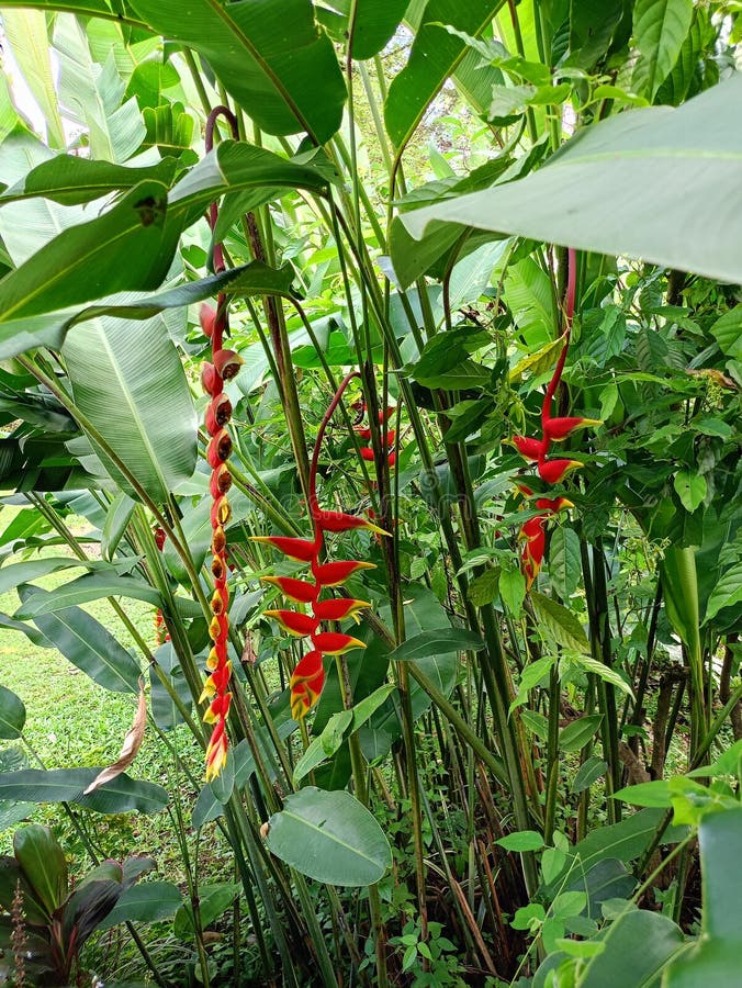 Heliconia Rostrata Flower stock image. Image of central - 275976853
