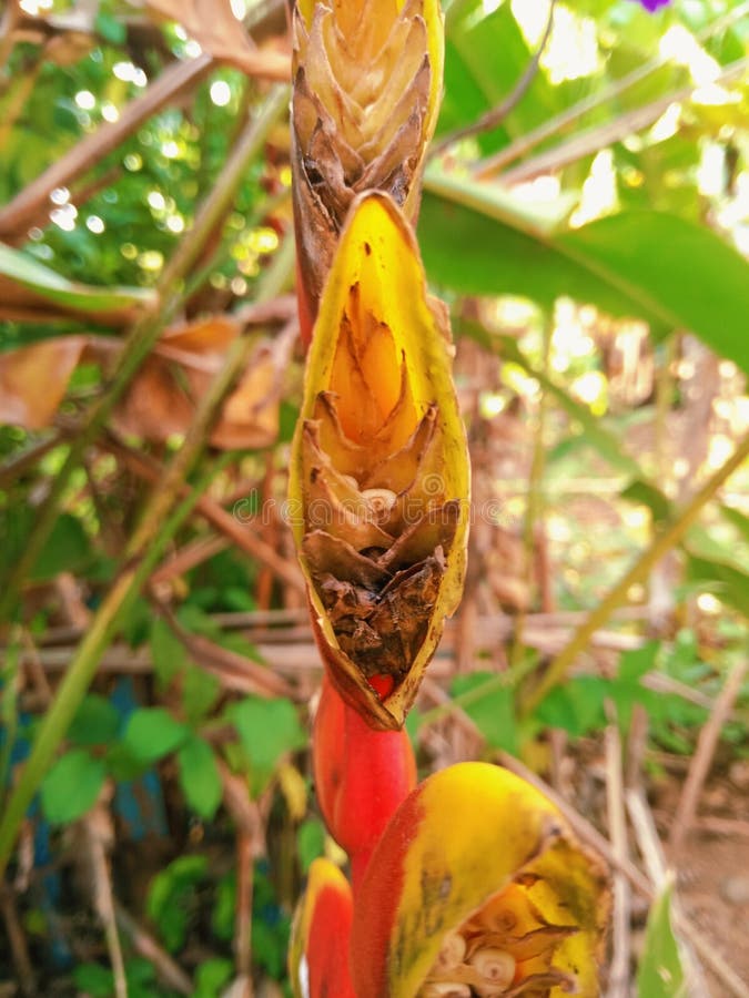 Heliconia Rostrata Flowers Will Have Holes when they are Old Stock ...
