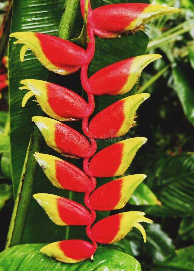 Heliconia Rostrata Tropical Flower Stock Photo - Image of blossom ...