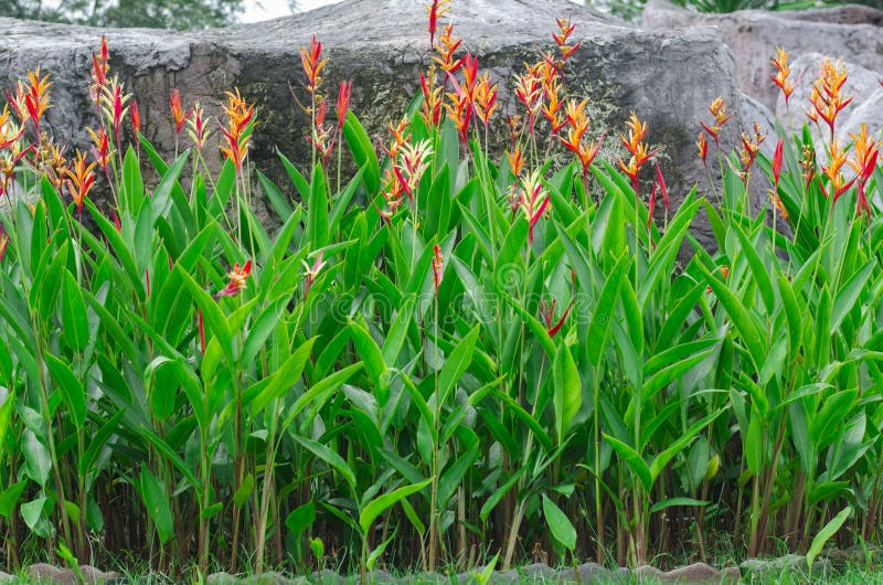 Heliconia stock image. Image of fence, plant, outdoor - 36353877