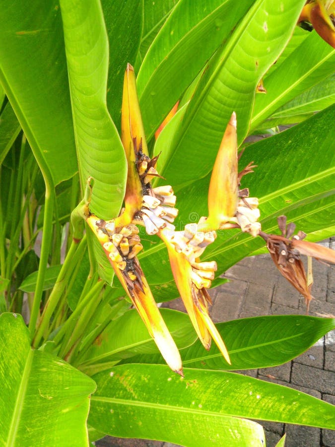 Heliconia Tropical Flowers in the Garden Stock Photo - Image of ...