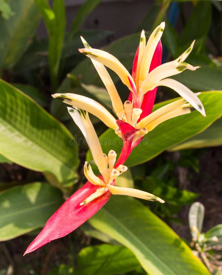 Heliconia red yellow stock image. Image of blossom, exotic - 100043819