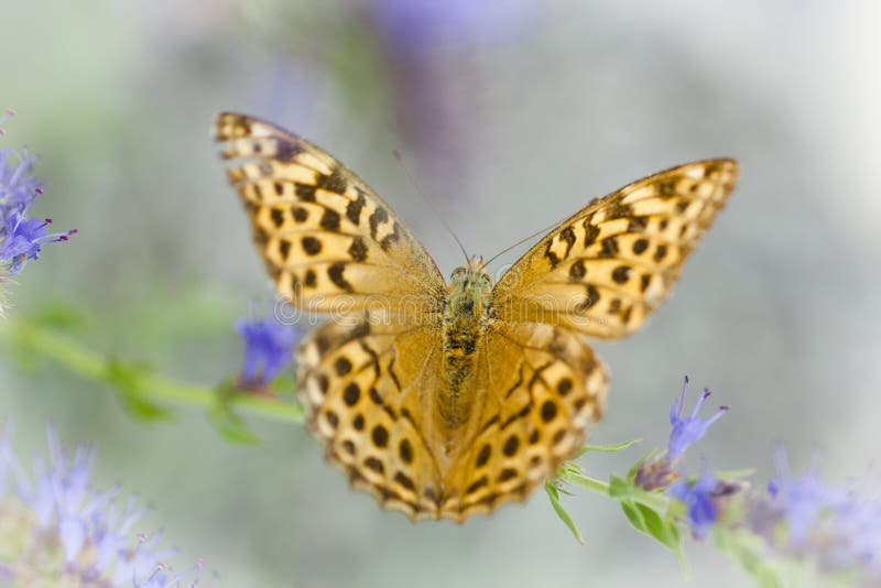 Heliconian stock foto. Image of bevlekt, vlek, vlinders - 69383694