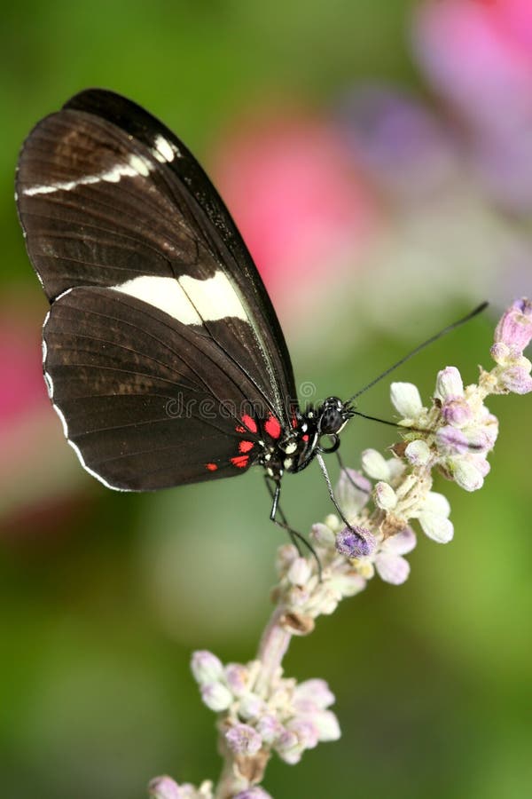 Heliconius Atthis Butterfly Stock Photo - Image of spring, flying: 9899150
