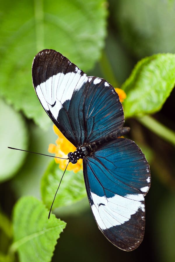 Heliconius Cydno Tropical Butterfly Stock Image - Image of color ...