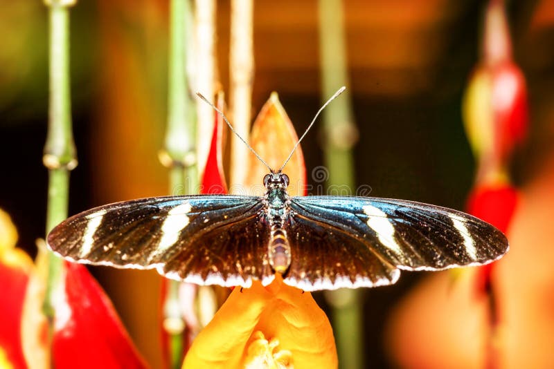 Heliconius Doris Butterfly stock image. Image of butterfly - 61380073