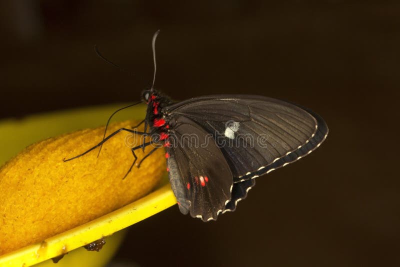 Heliconius Doris, the Doris Longwing or Doris. Stock Photo - Image of ...