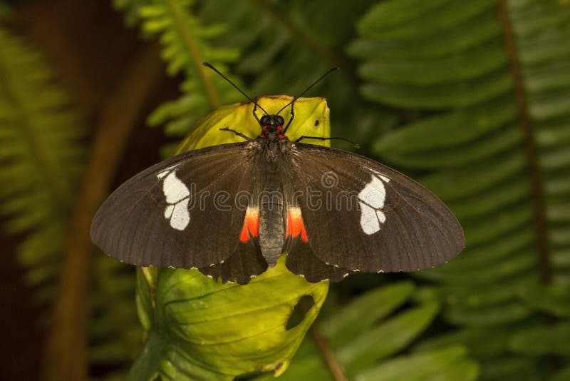 Two Doris Longwing Butterflies Stock Photo - Image of winged, biology ...