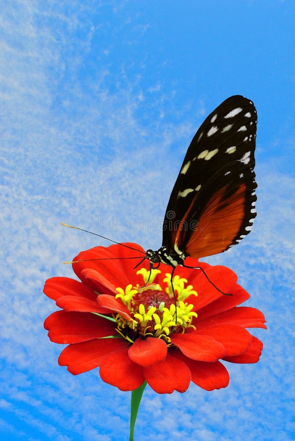 Heliconius Hecate Butterfly on a Zinnia Flower Stock Image - Image of ...