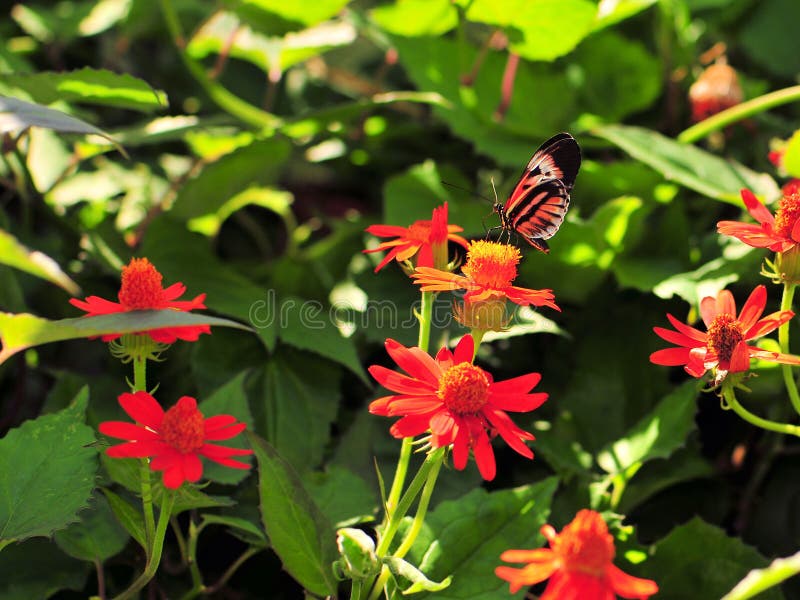 Heliconius Numata Butterfly (Underside) Stock Image - Image of ...