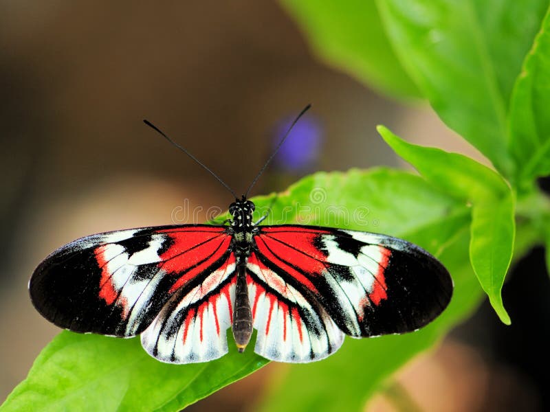 Heliconius, Piano Key Butterfly Stock Image - Image of gardens, black ...