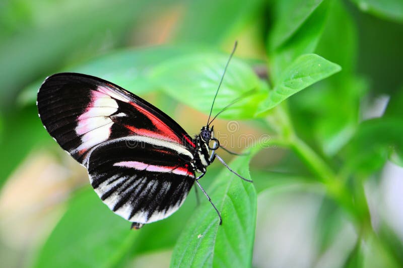 Heliconius, Piano Key Butterfly Stock Photo - Image of insect, colorful ...