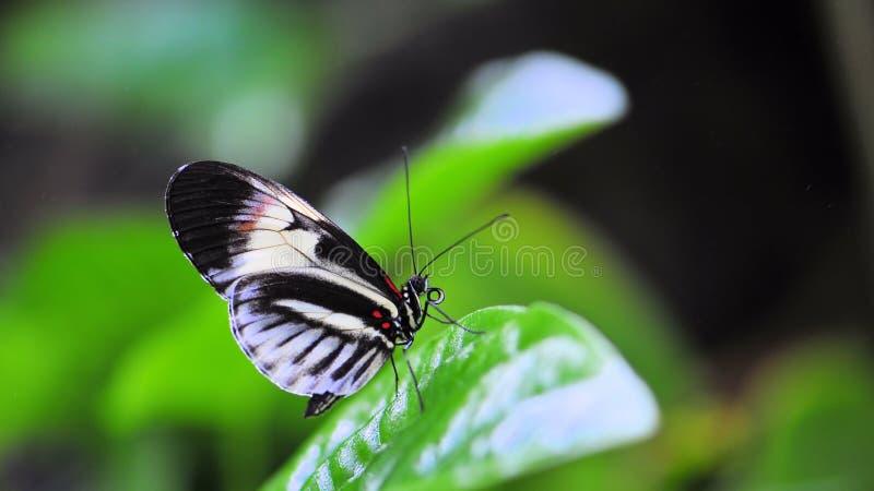 Heliconius, Piano Key Butterfly Stock Image - Image of gardens, black ...