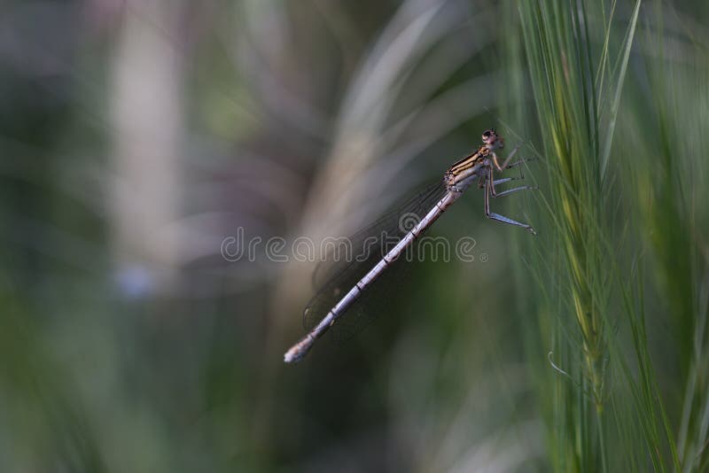 Helicopter bug on grass stock photo. Image of sunny, damselfly - 76989296