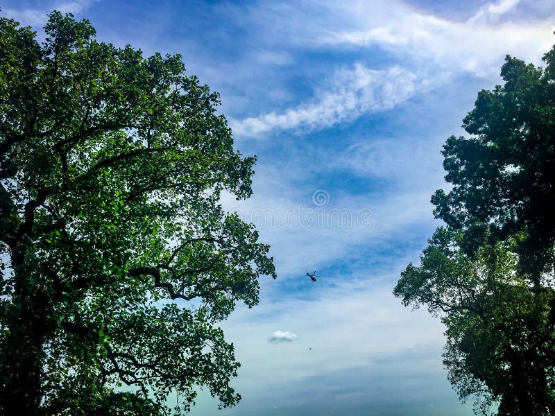 Helicopter Flying through the Trees Stock Photo - Image of blue ...
