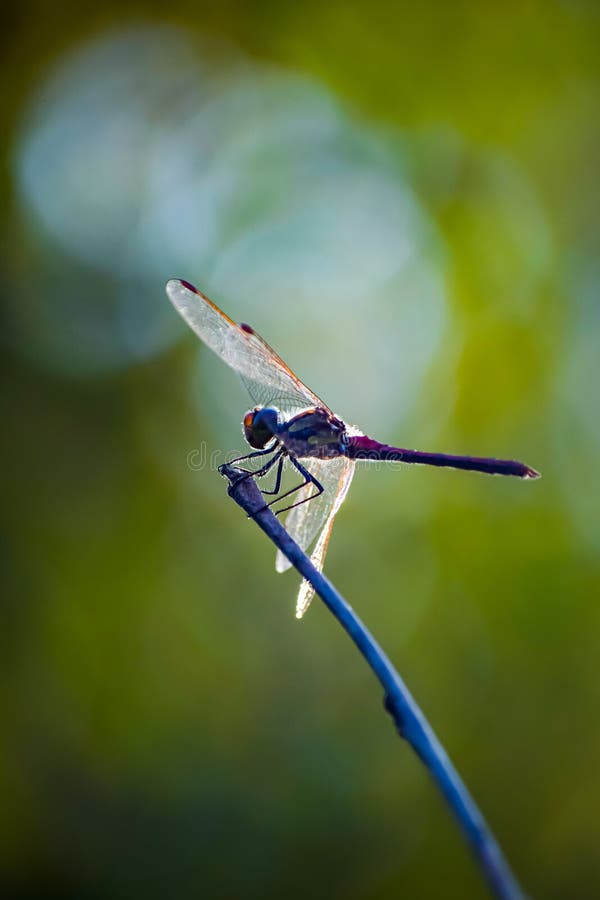 Helicopter Insect with Green Eyes Stock Image - Image of green, natural ...