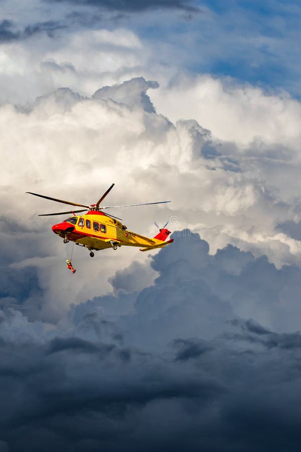 Rescue dog in action stock photo. Image of cross, action - 25319618