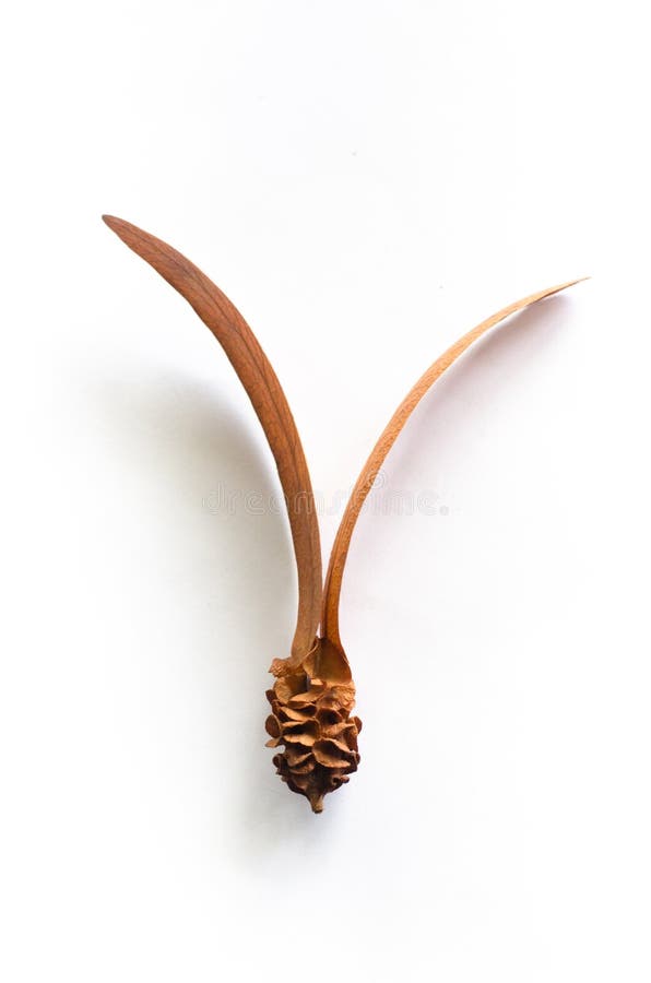 Spin seed stock image. Image of season, living, flower - 24487773