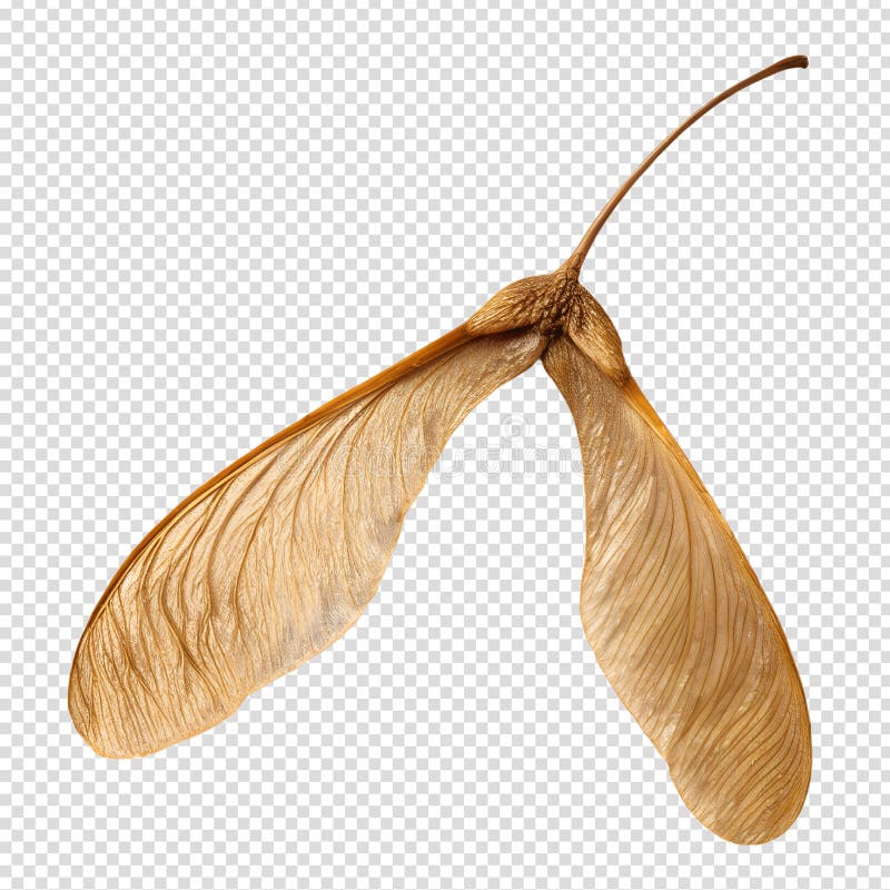 Helicopter Maple Seed Stock Illustrations – 137 Helicopter Maple Seed Stock Illustrations ...