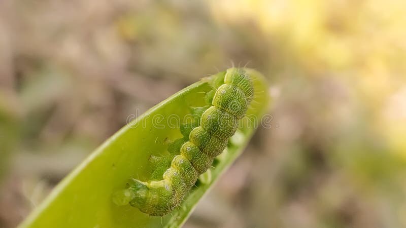 Helicoverpa Zea on Leaf in Indian Village Image Corn Earworm Insects ...