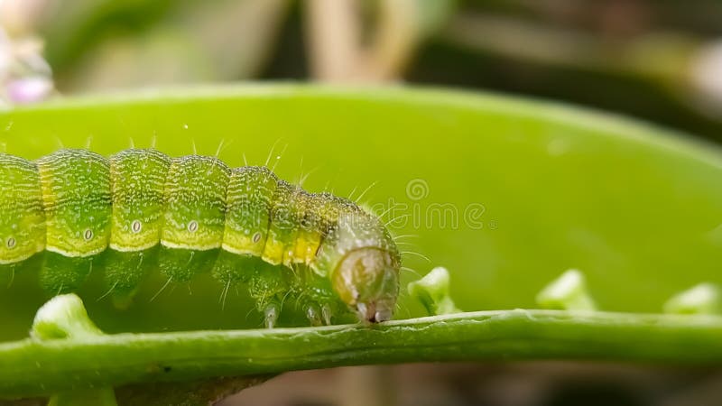 Helicoverpa Zea on Leaf in Indian Village Image Corn Earworm Insects ...