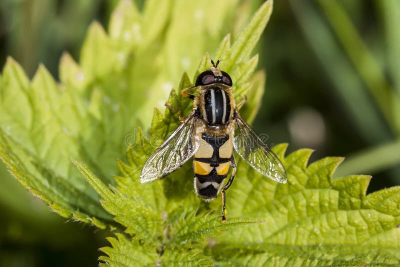 Heliophilus Trivittatus Stock Photos - Free & Royalty-Free Stock Photos ...