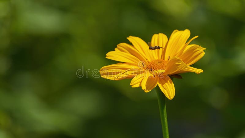 Heliopsis flower stock photo. Image of yellow, garden - 331393872