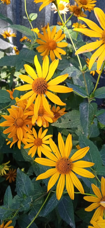 Heliopsis Flowers Grow in the Garden among the Herbs. Stock Photo ...