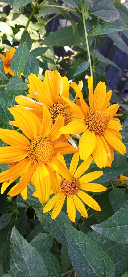 Heliopsis Flowers Grow in the Garden among the Herbs. Stock Photo ...