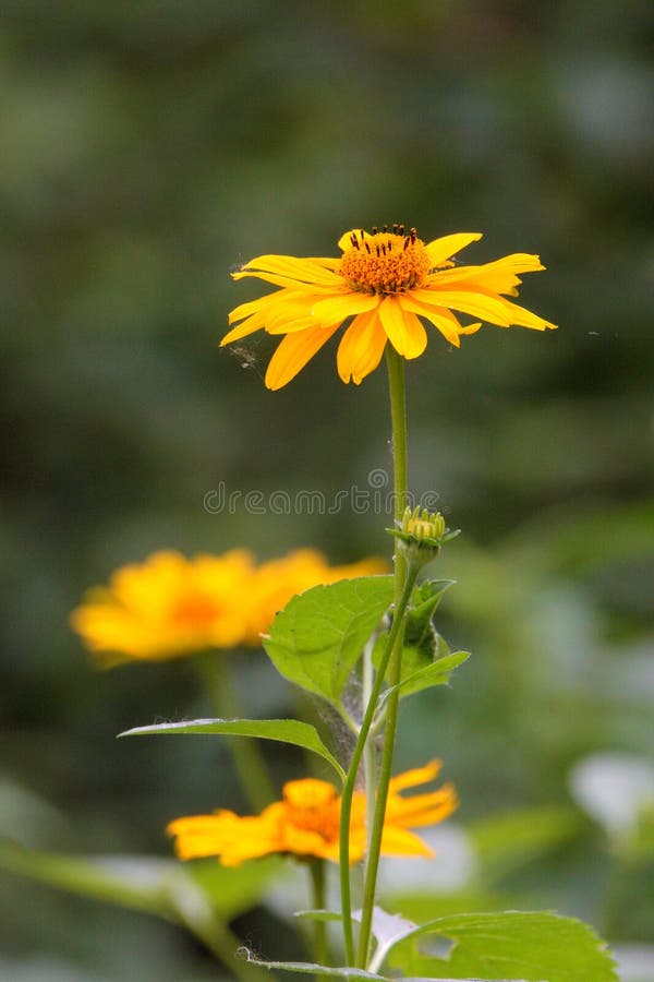 Heliopsis Helianthoides Var.scabra, Flowering Plant, Native To Dry ...