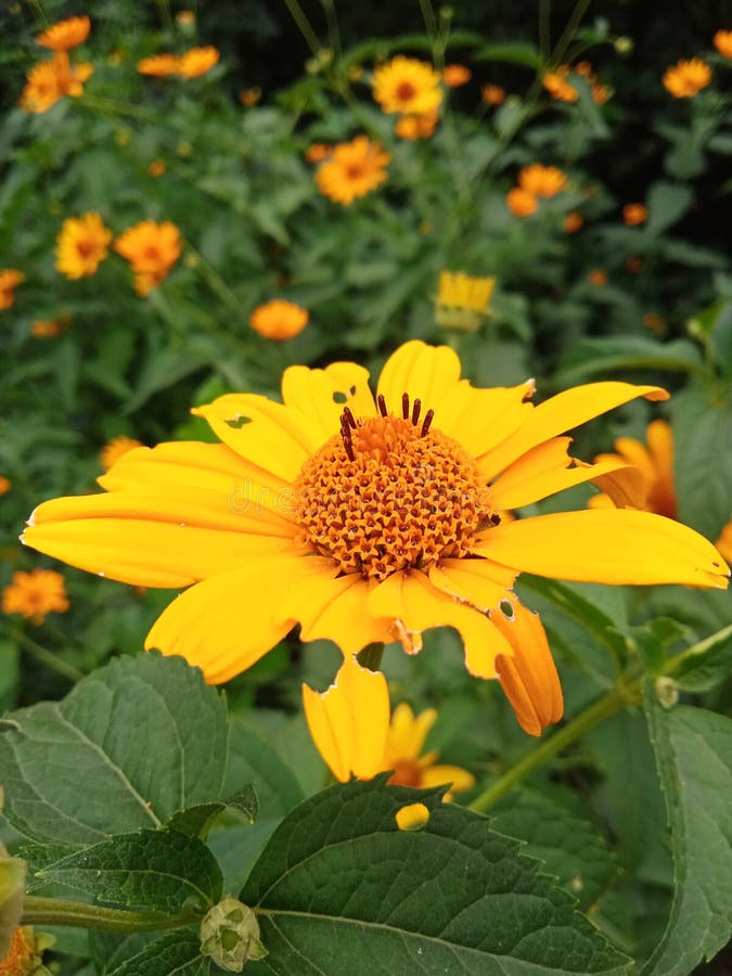 Heliopsis Plant Grows in the Garden. Stock Image - Image of herb ...