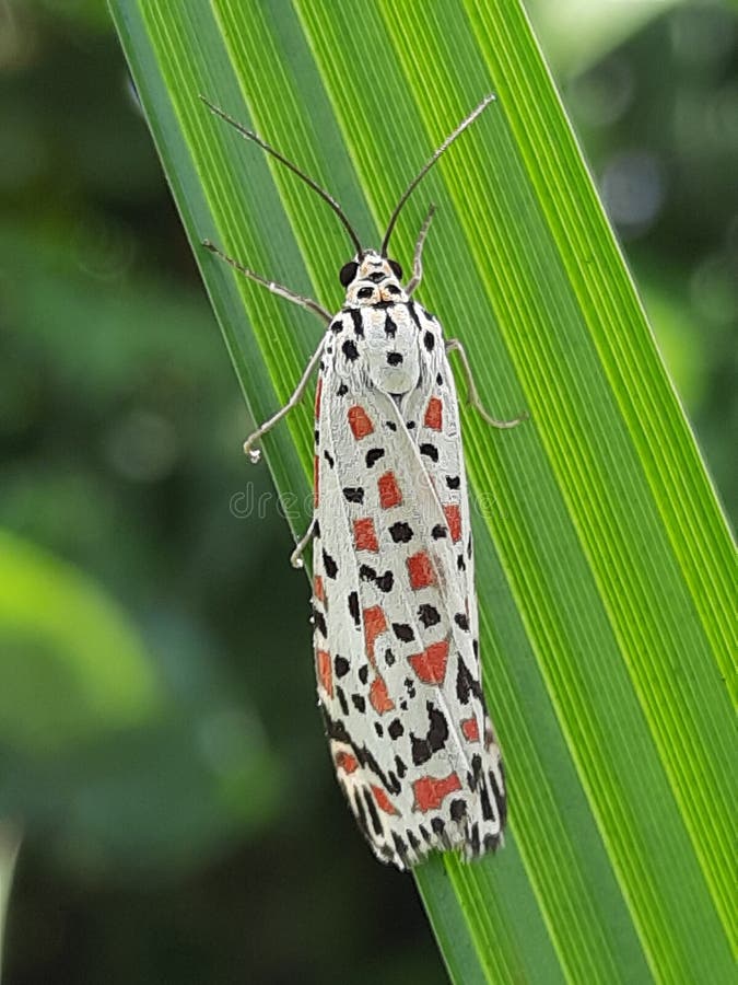 A Helioptera Moth Perched on a Green Leaf. this Moth Has the Pretty ...